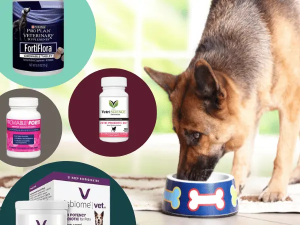 7 Best Probiotic Chews for Dogs [Vet-Approved]